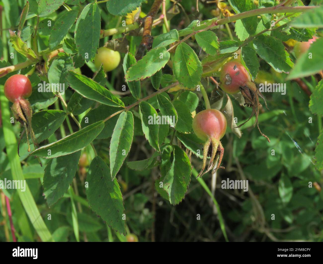 Prickly Wild Rose (Rosa acicularis Stock Photo - Alamy