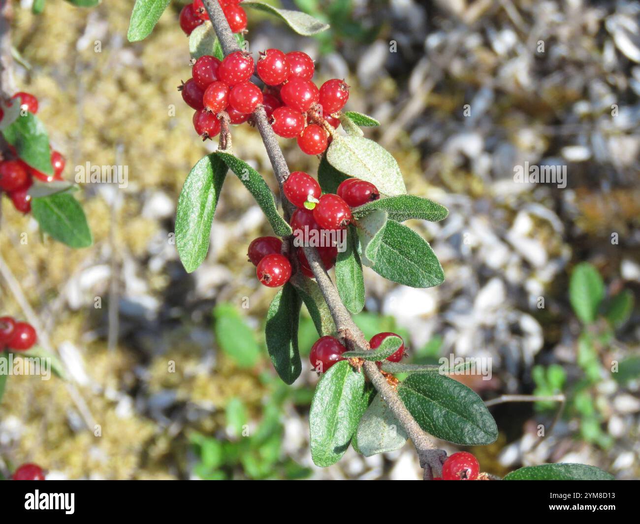 Canadian buffalo-berry (Shepherdia canadensis Stock Photo - Alamy