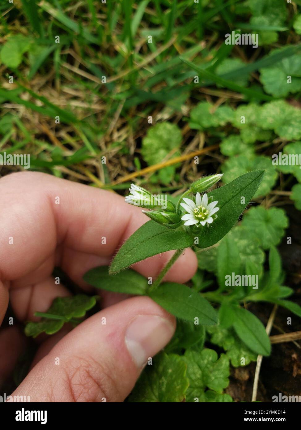 Common mouse-ear chickweed (Cerastium fontanum Stock Photo - Alamy