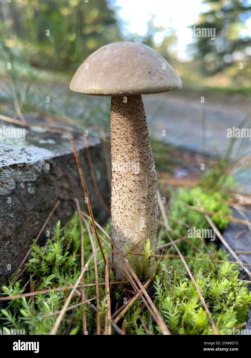 Ghost Bolete (Leccinum holopus Stock Photo - Alamy