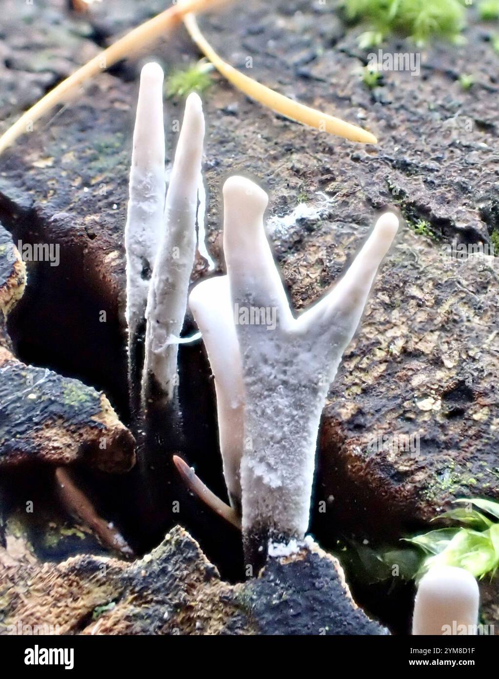 Candlesnuff Fungus (Xylaria hypoxylon Stock Photo - Alamy