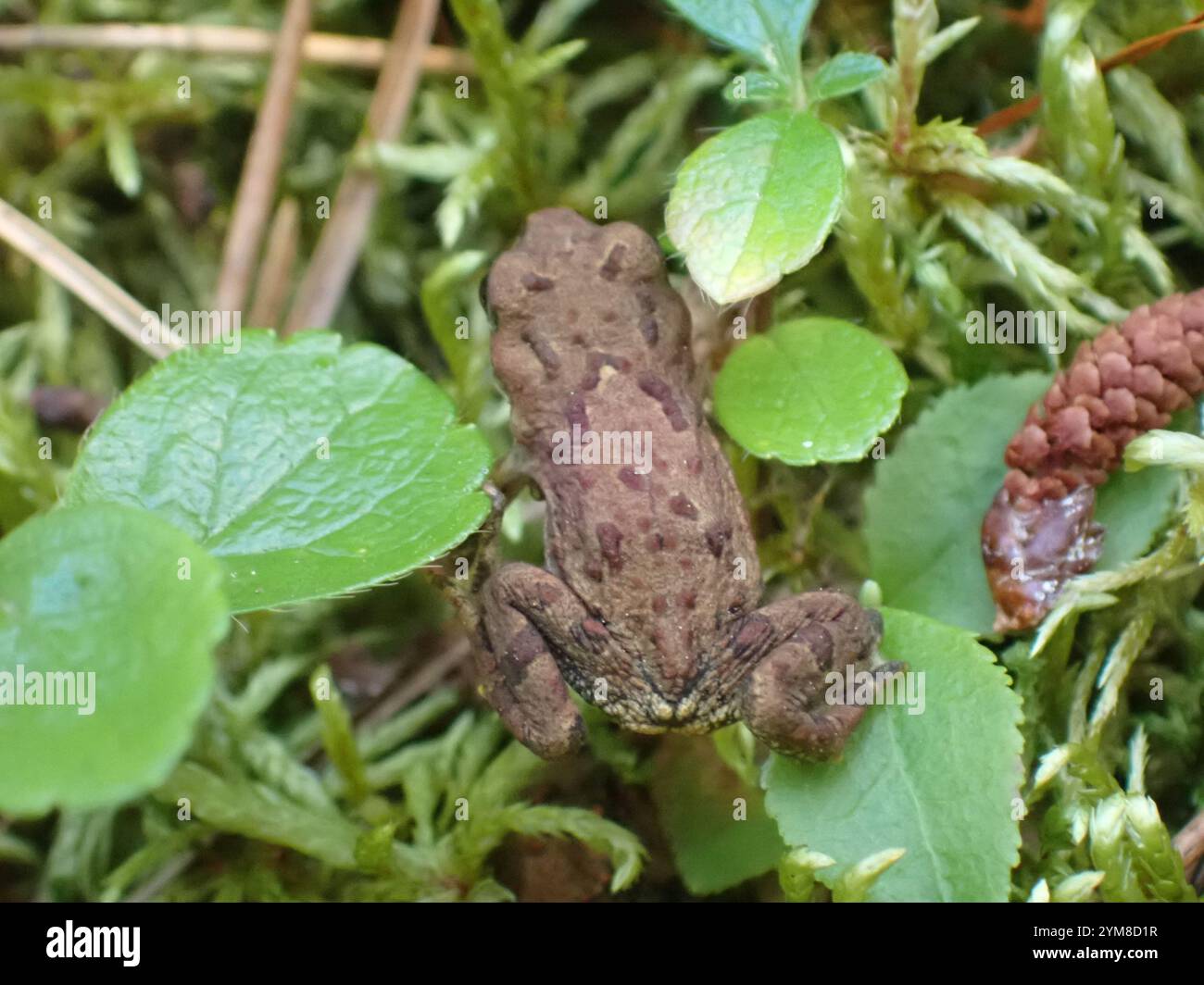 Western Toad (Anaxyrus boreas Stock Photo - Alamy