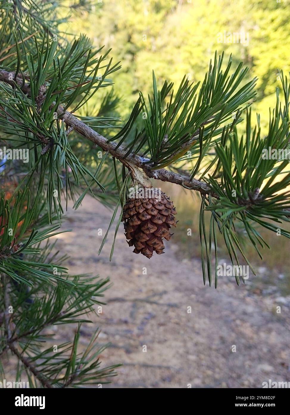 Virginia pine (Pinus virginiana Stock Photo - Alamy