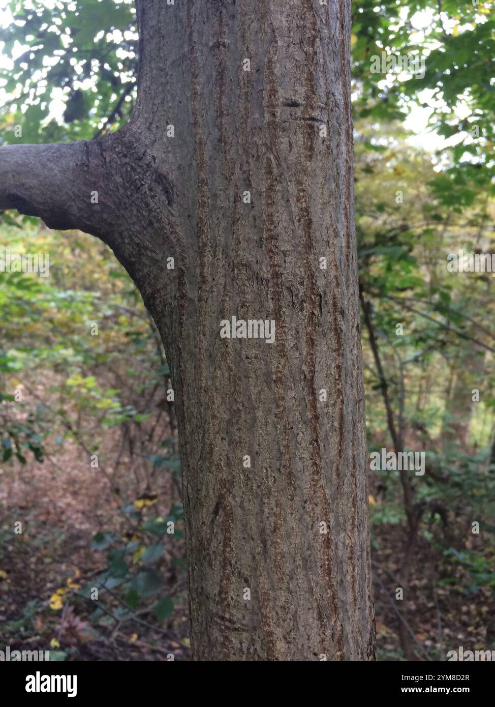 Butternut (Juglans cinerea Stock Photo - Alamy