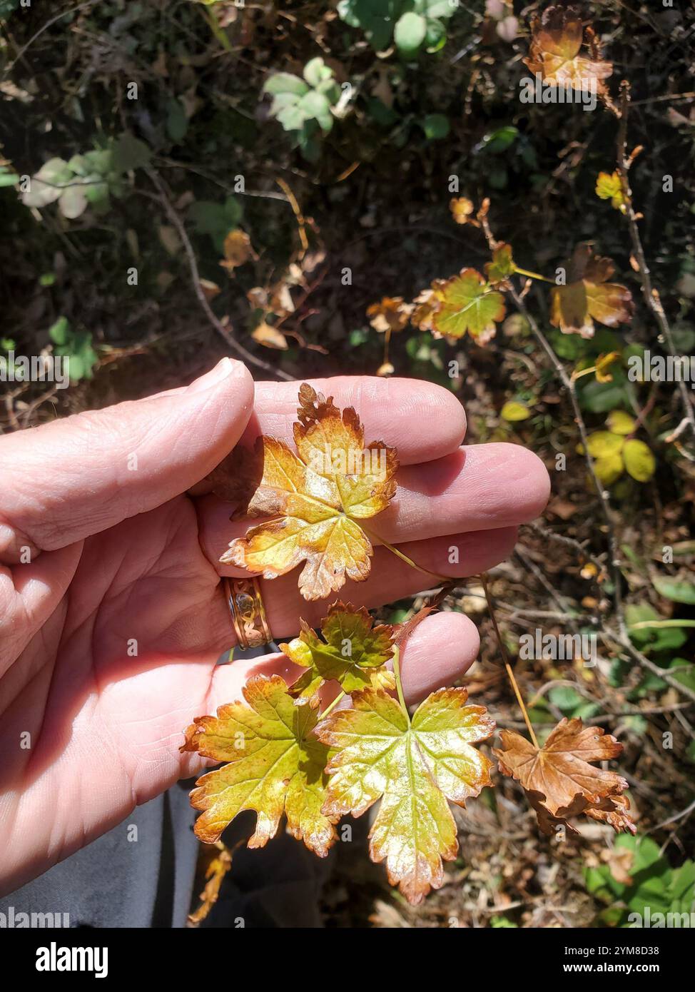 currants and gooseberries (Ribes Stock Photo - Alamy
