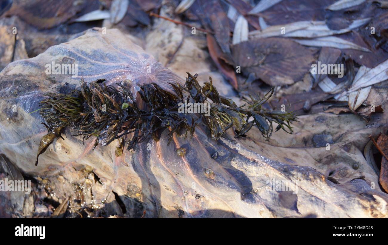 coontail (Ceratophyllum demersum Stock Photo - Alamy