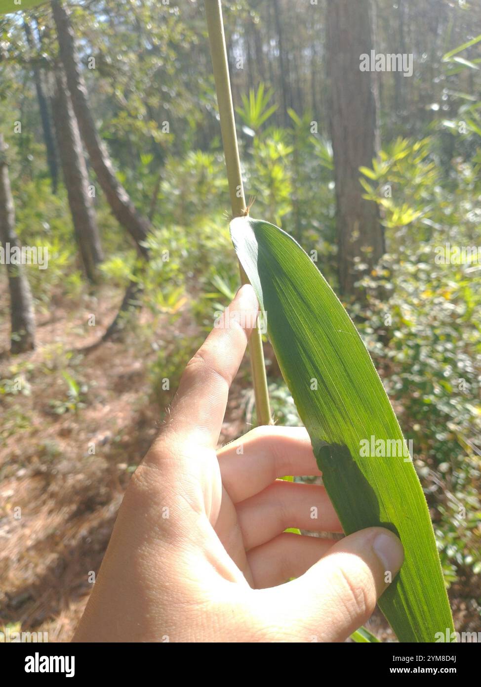 switch cane (Arundinaria tecta Stock Photo - Alamy