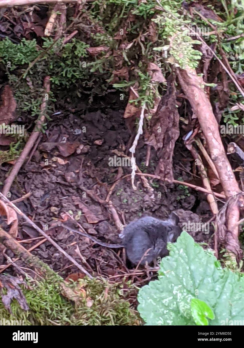 Western Deer Mouse (Peromyscus sonoriensis Stock Photo - Alamy