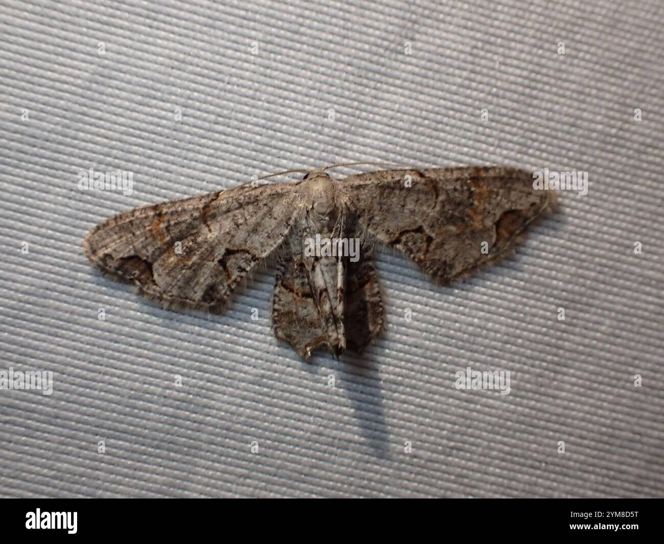Gray Scoopwing (Callizzia amorata Stock Photo - Alamy