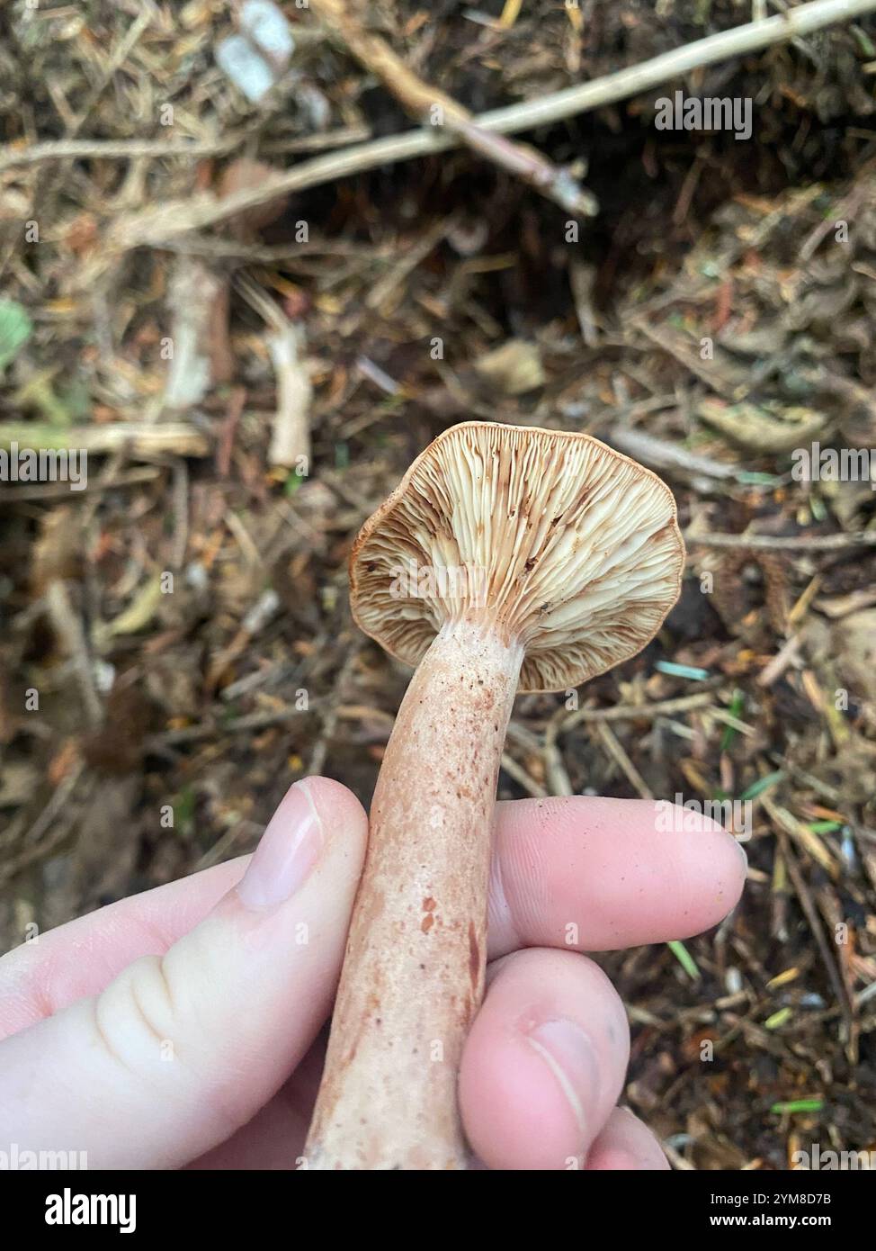 Lactarius rufus rufous milkcap hi-res stock photography and images - Alamy