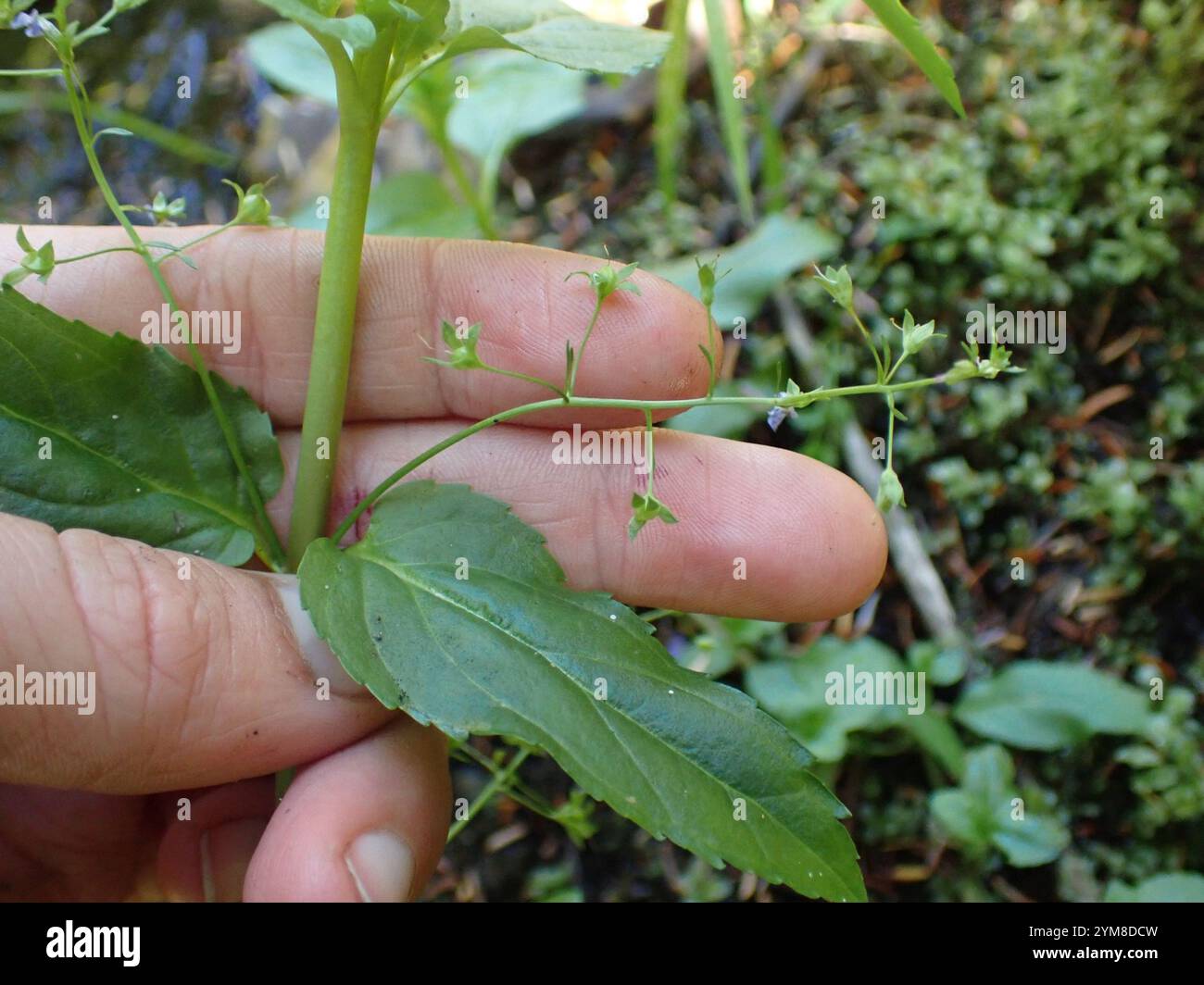 American brooklime hi-res stock photography and images - Alamy