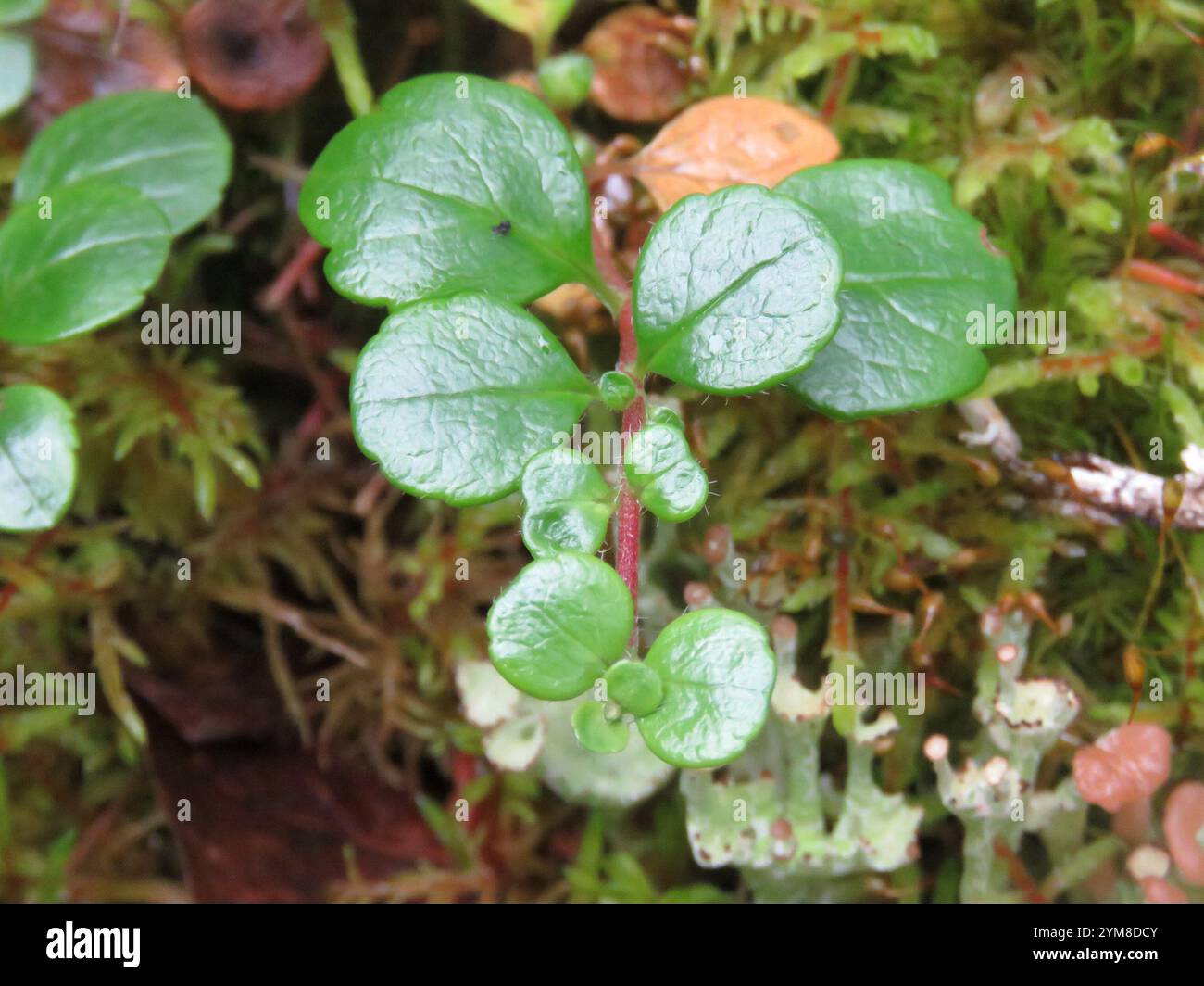 Twinflower (Linnaea borealis Stock Photo - Alamy
