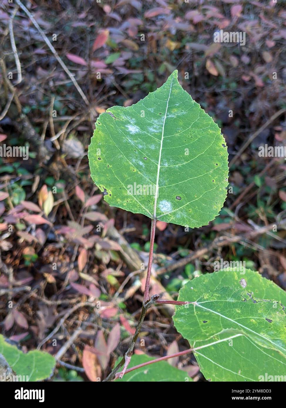 Eastern Cottonwood (Populus deltoides Stock Photo - Alamy