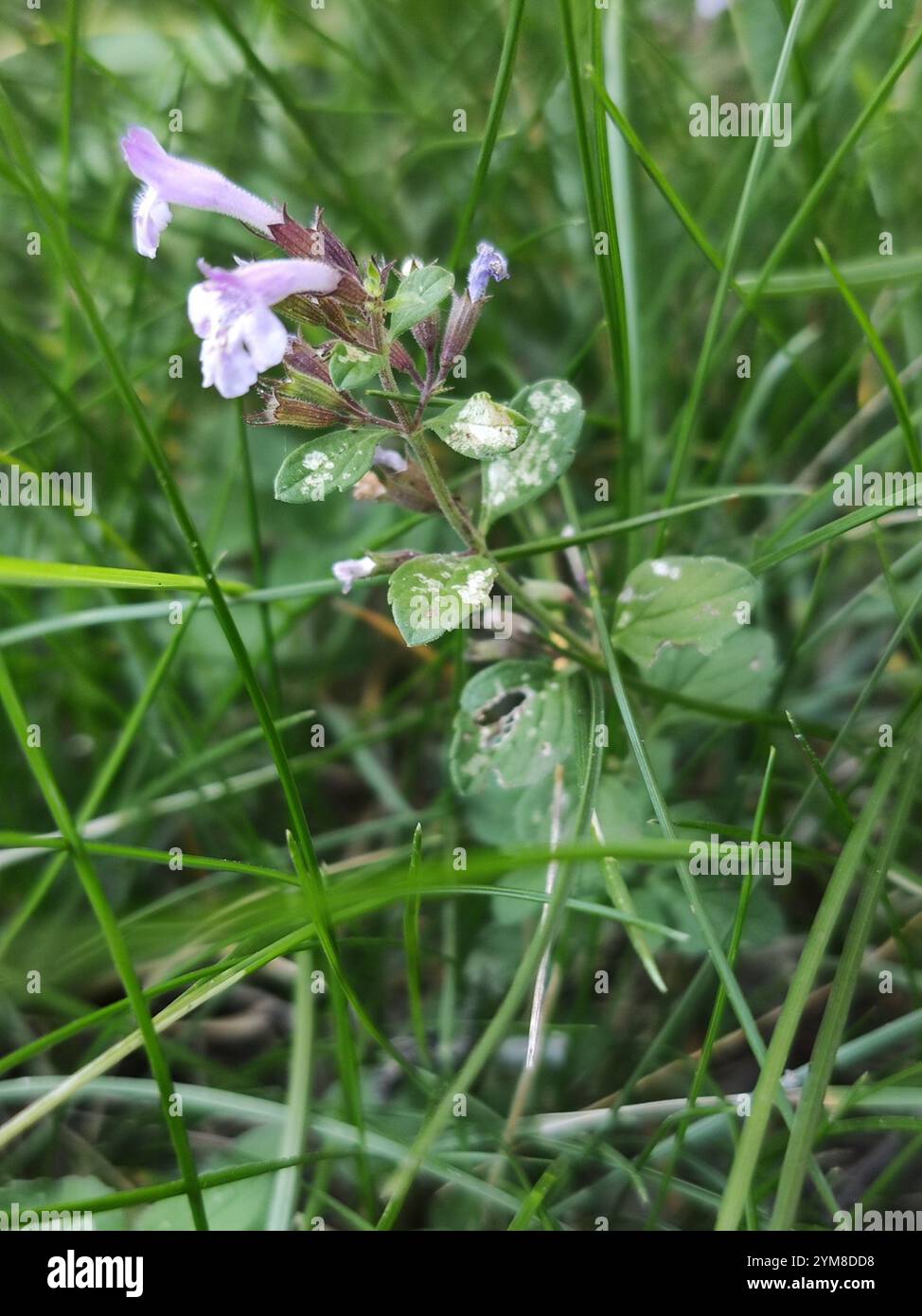 Wood Calamint (Clinopodium menthifolium Stock Photo - Alamy