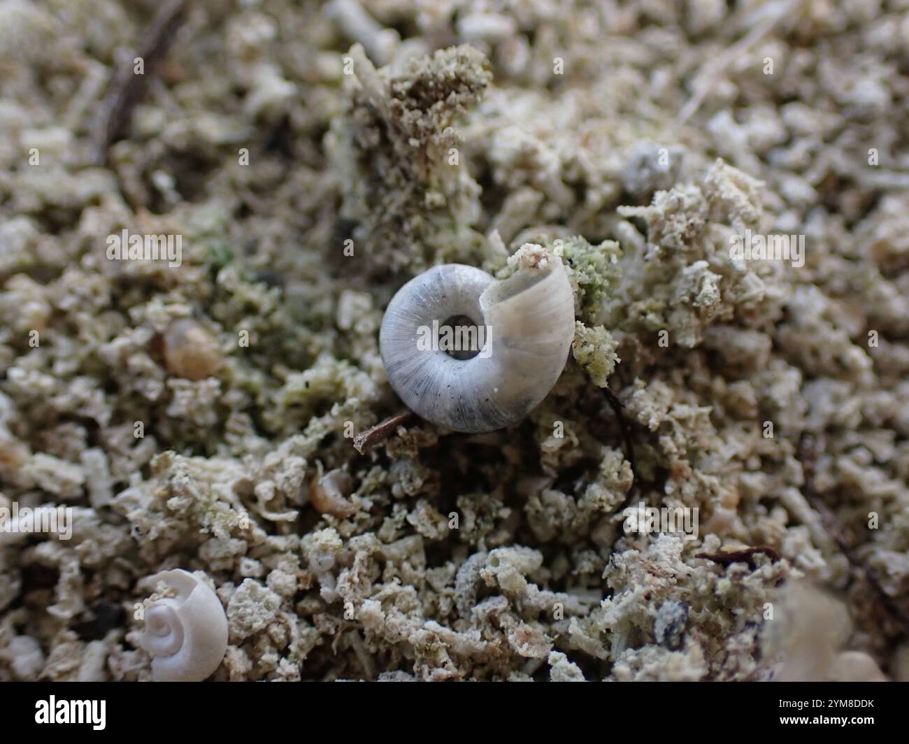 Common Land Snails and Slugs (Stylommatophora Stock Photo - Alamy
