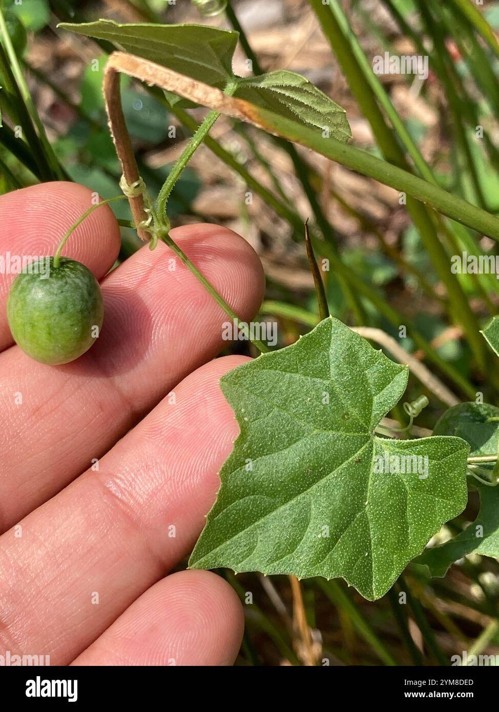 creeping cucumber (Melothria pendula Stock Photo - Alamy