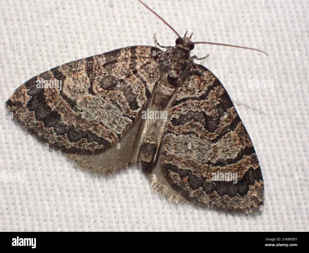 Carpet Moths (Larentiinae Stock Photo - Alamy