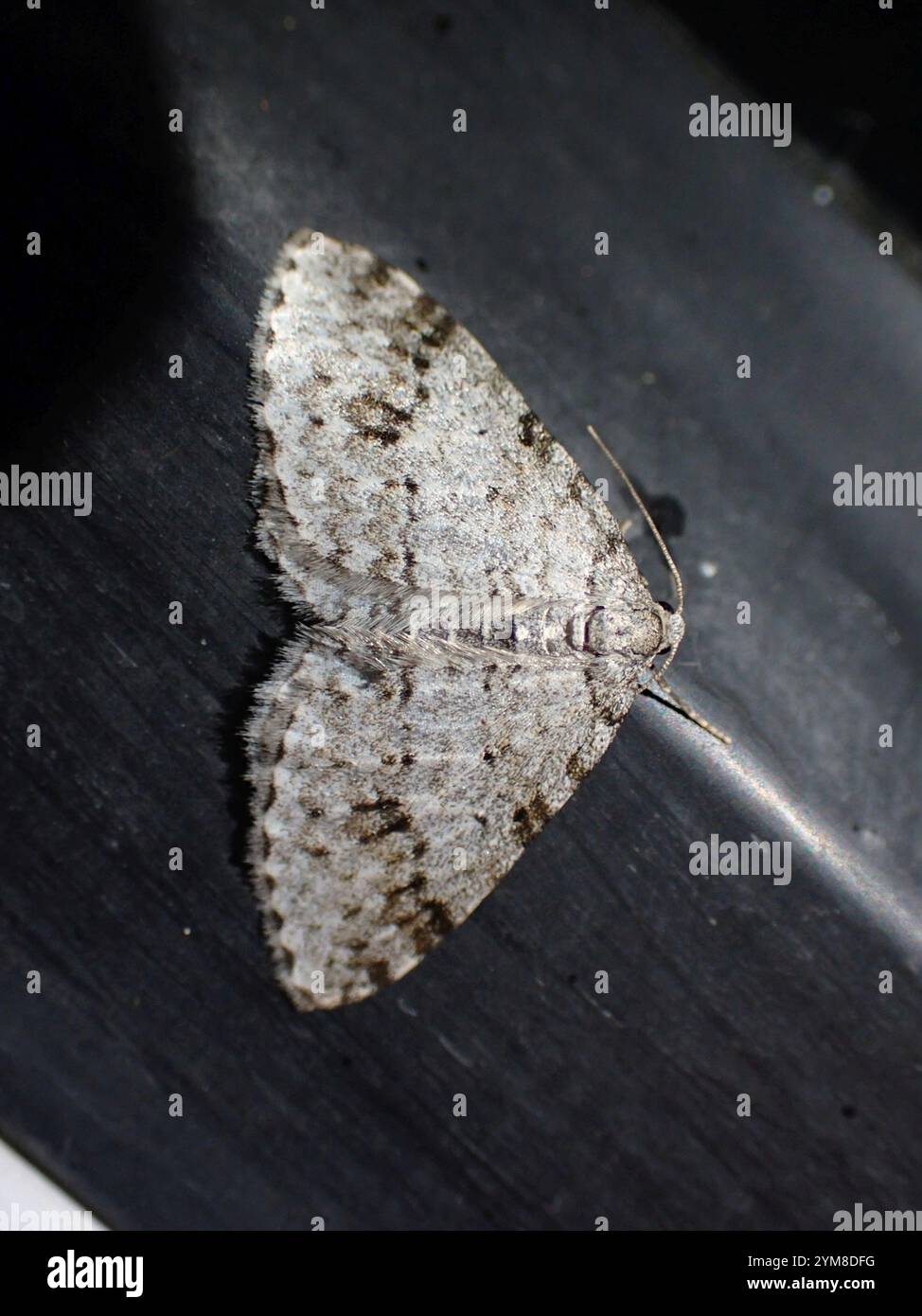 Welsh Wave Moth (Venusia cambrica Stock Photo - Alamy