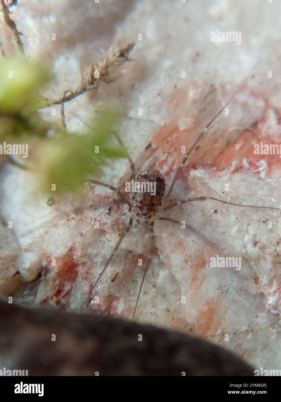 Nelima hi-res stock photography and images - Alamy