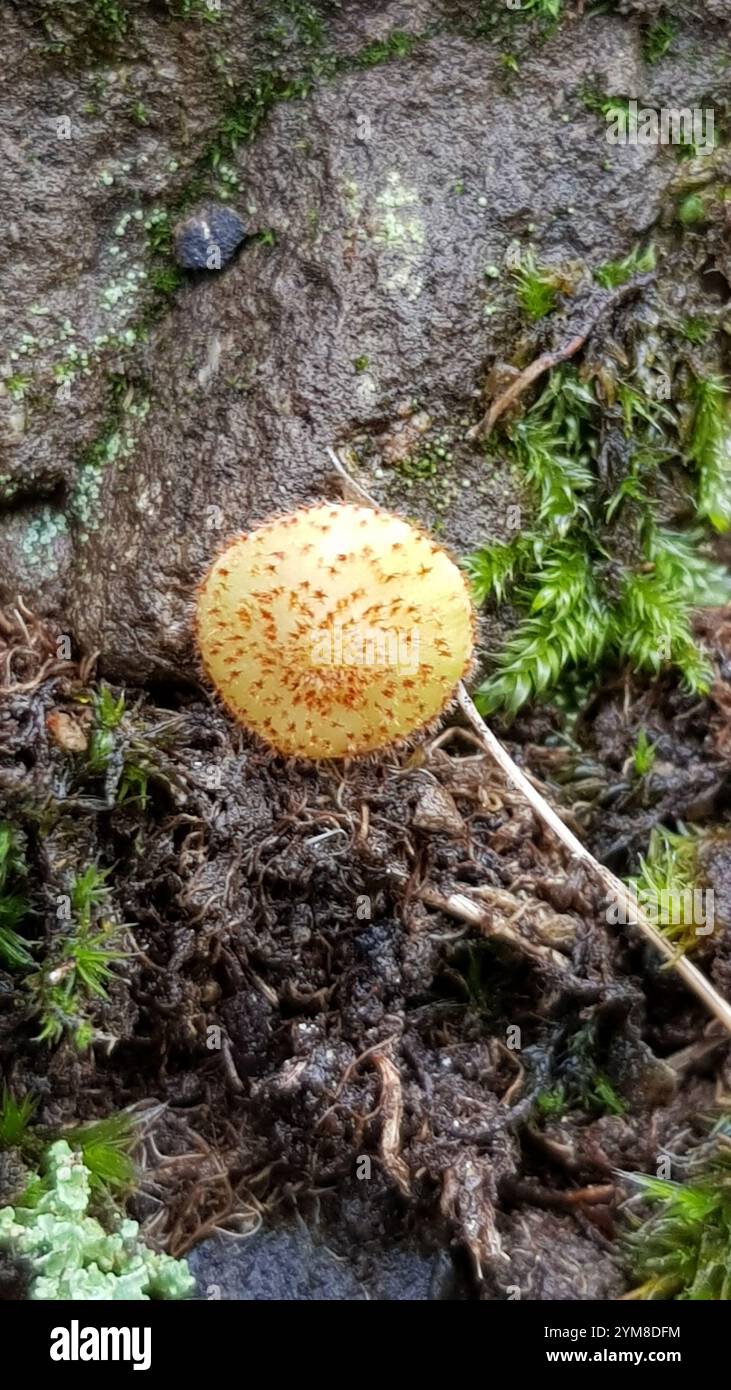 Common Spangle Gall Wasp (Neuroterus quercusbaccarum Stock Photo - Alamy