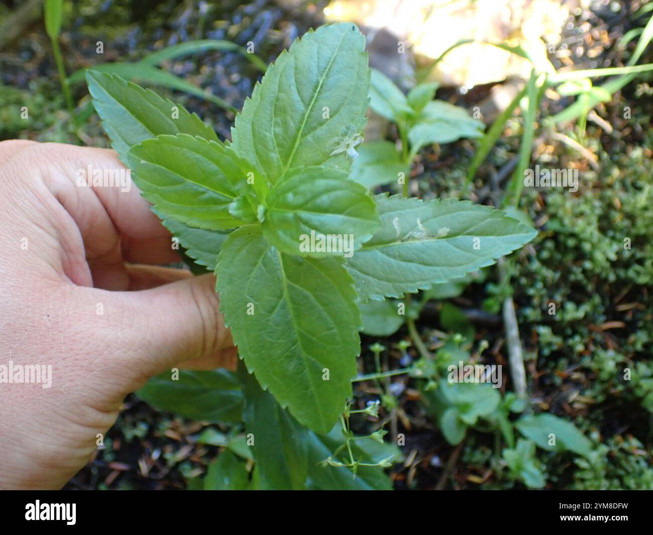 American brooklime (Veronica americana Stock Photo - Alamy