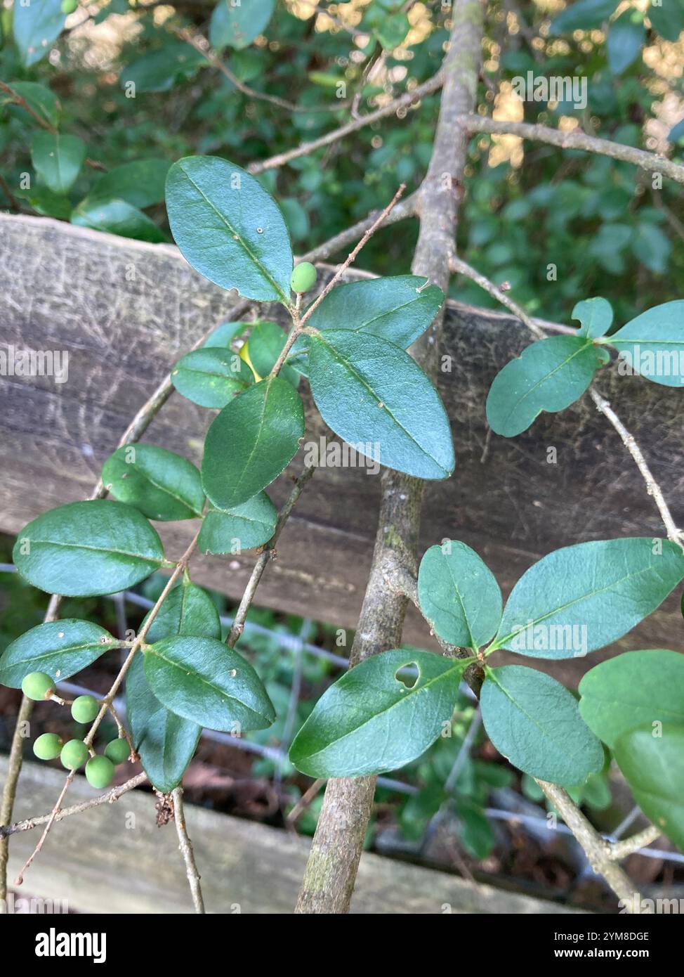 Chinese privet (Ligustrum sinense Stock Photo - Alamy