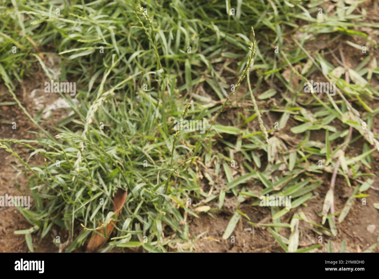 Italian Ryegrass (Lolium multiflorum Stock Photo - Alamy