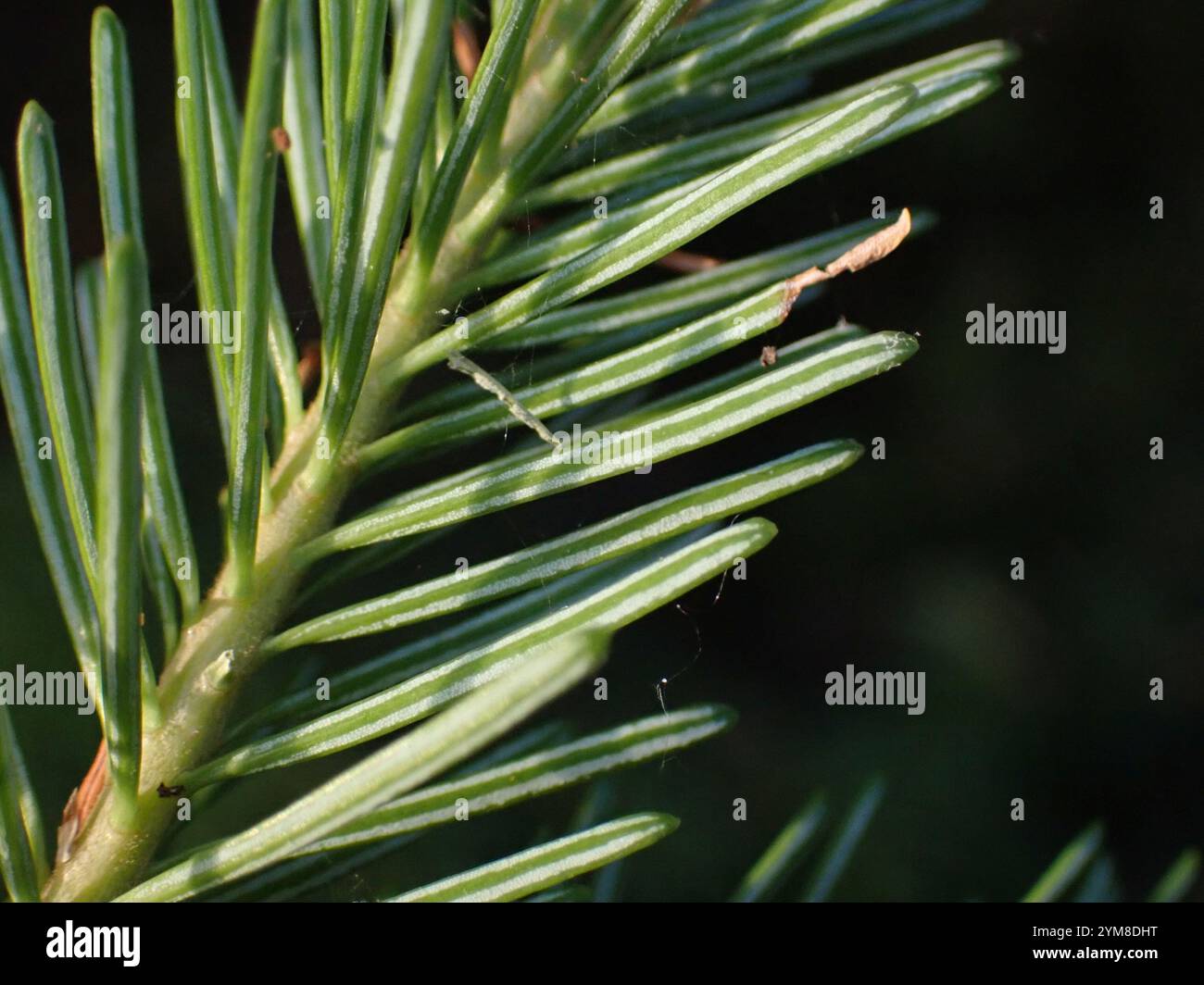 subalpine fir (Abies lasiocarpa Stock Photo - Alamy