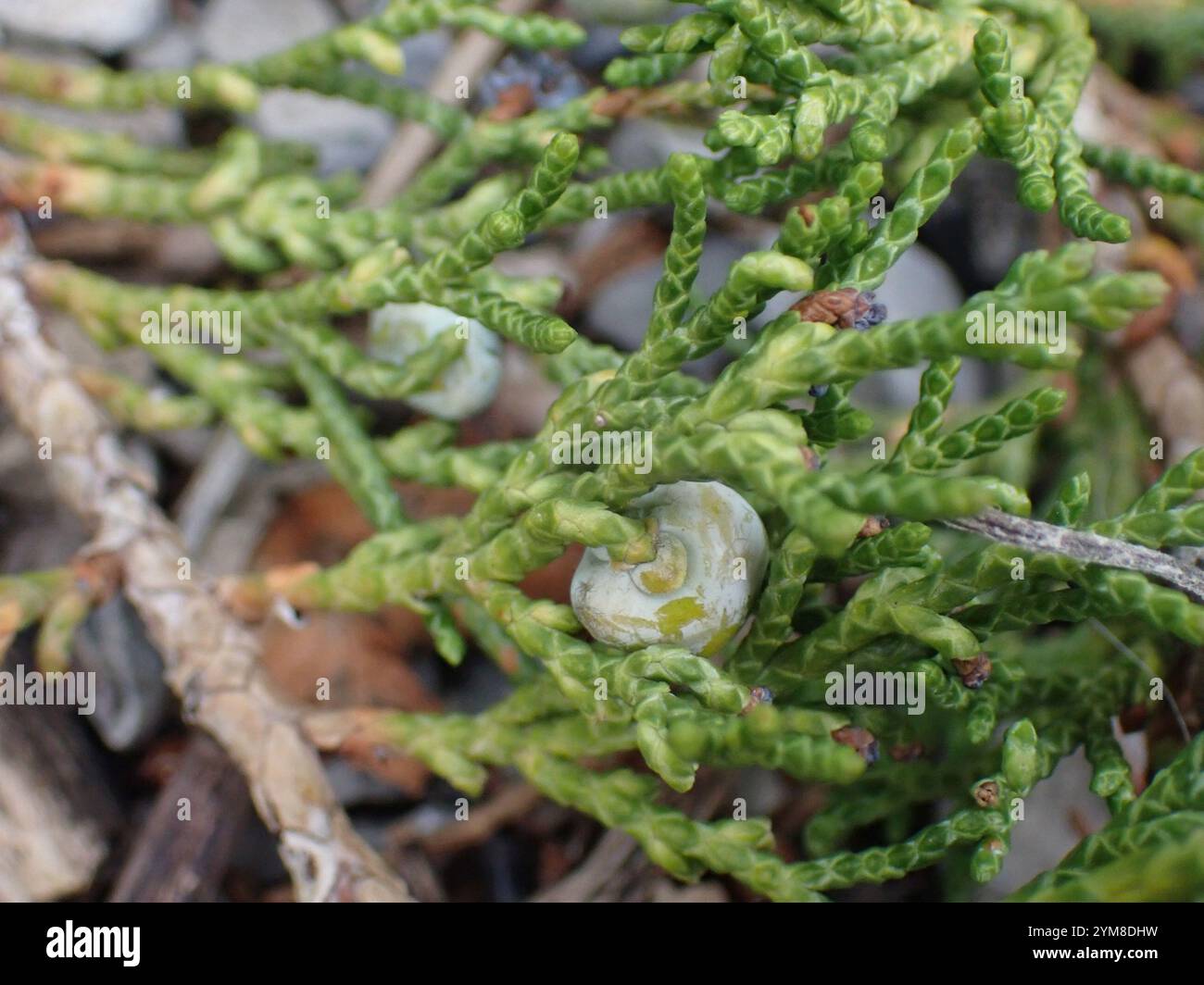 creeping juniper (Juniperus horizontalis Stock Photo - Alamy