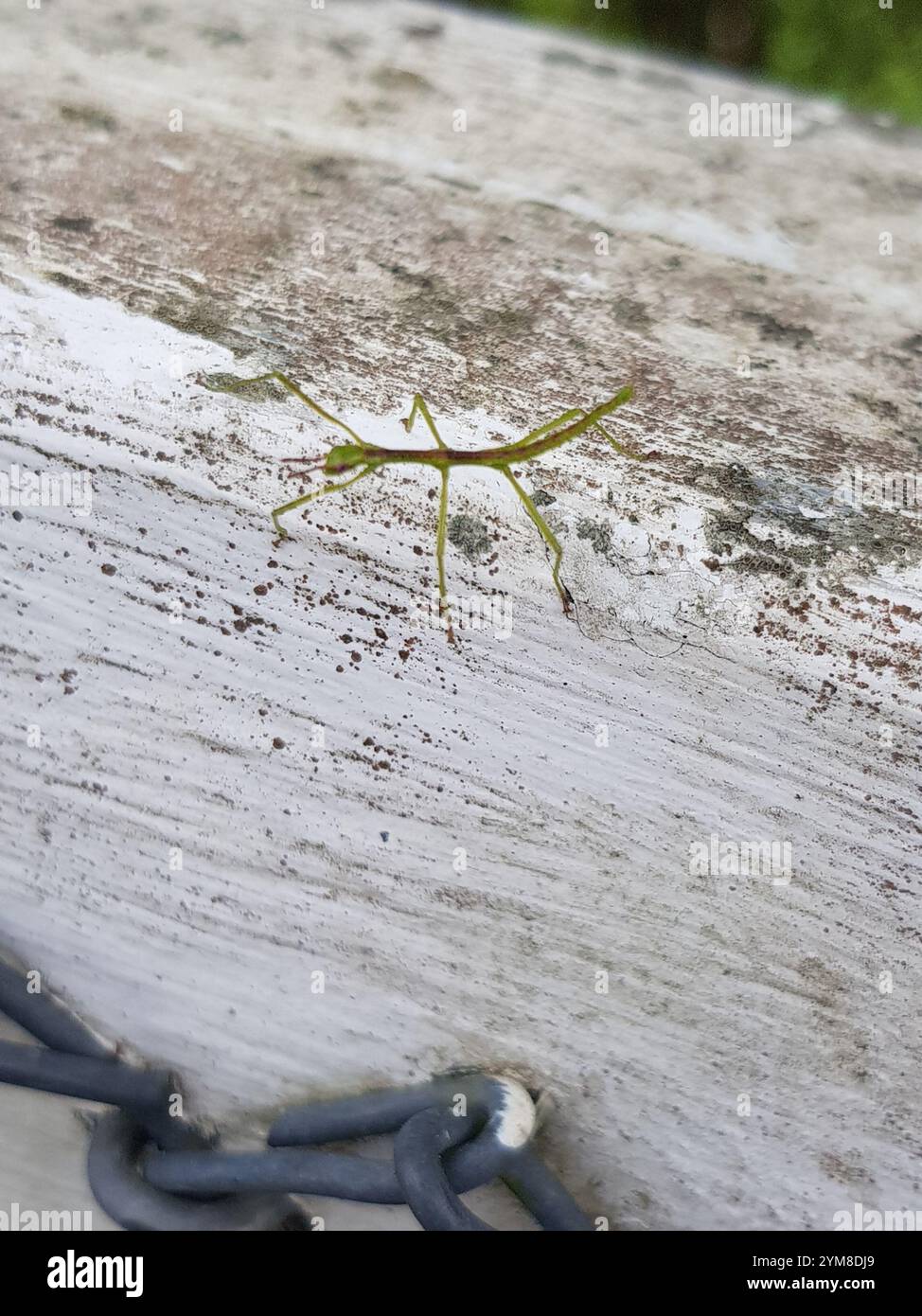 Stick Insects (Phasmida Stock Photo - Alamy