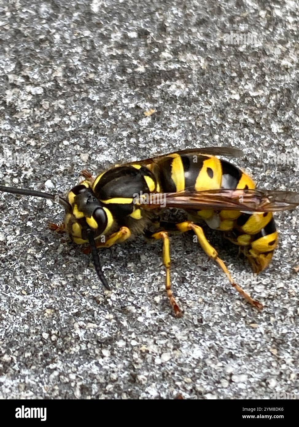 Downy Yellowjacket (Vespula flavopilosa Stock Photo - Alamy