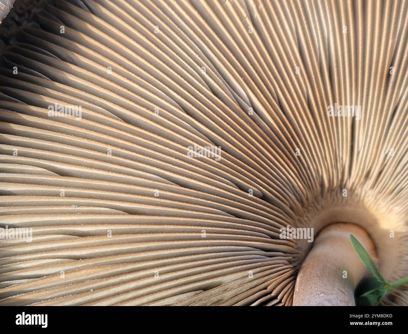 green-spored parasol (Chlorophyllum molybdites Stock Photo - Alamy