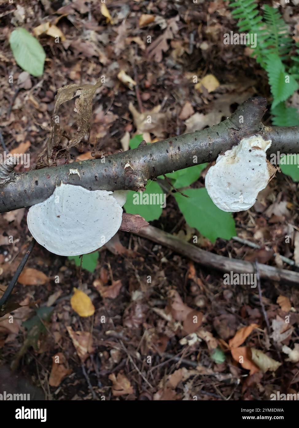 White cheese polypore tyromyces chioneus hi-res stock photography and ...