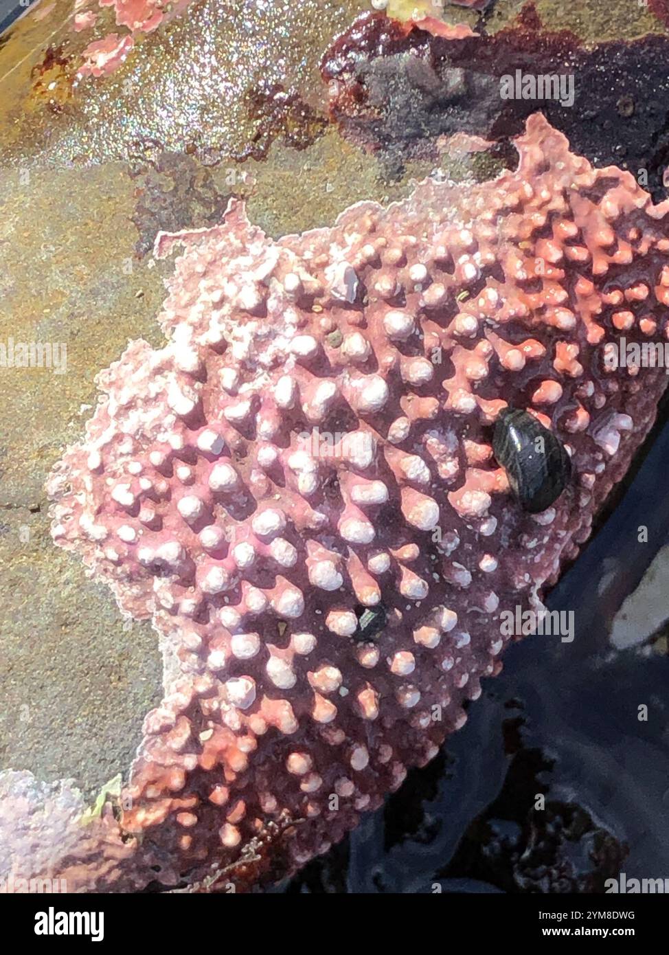Crustose coralline algae hi-res stock photography and images - Alamy