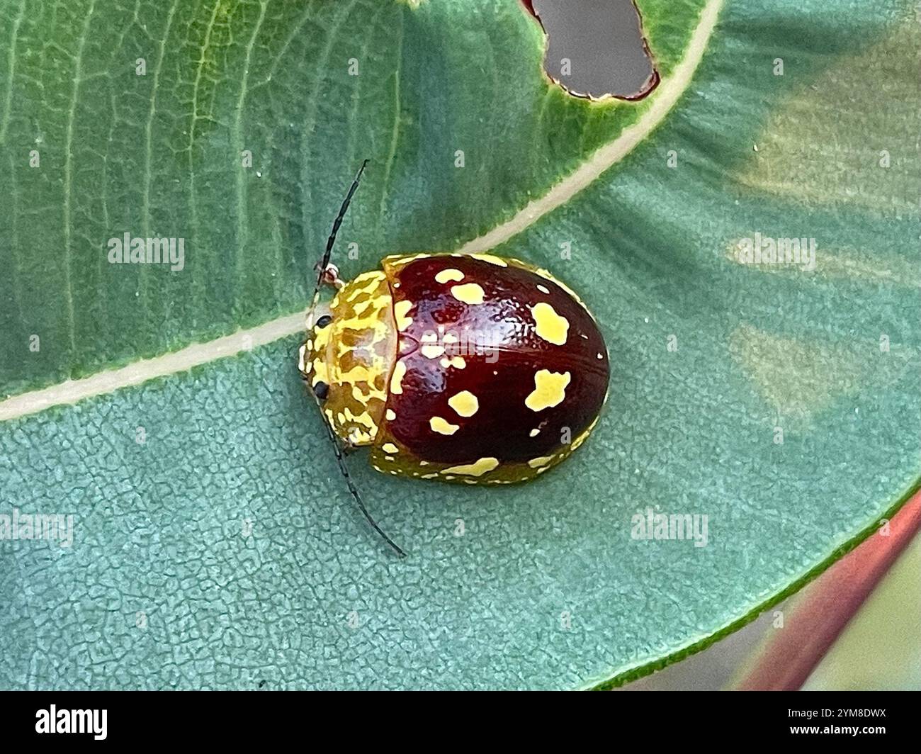 Eucalypt Leaf Beetle (Paropsis maculata Stock Photo - Alamy