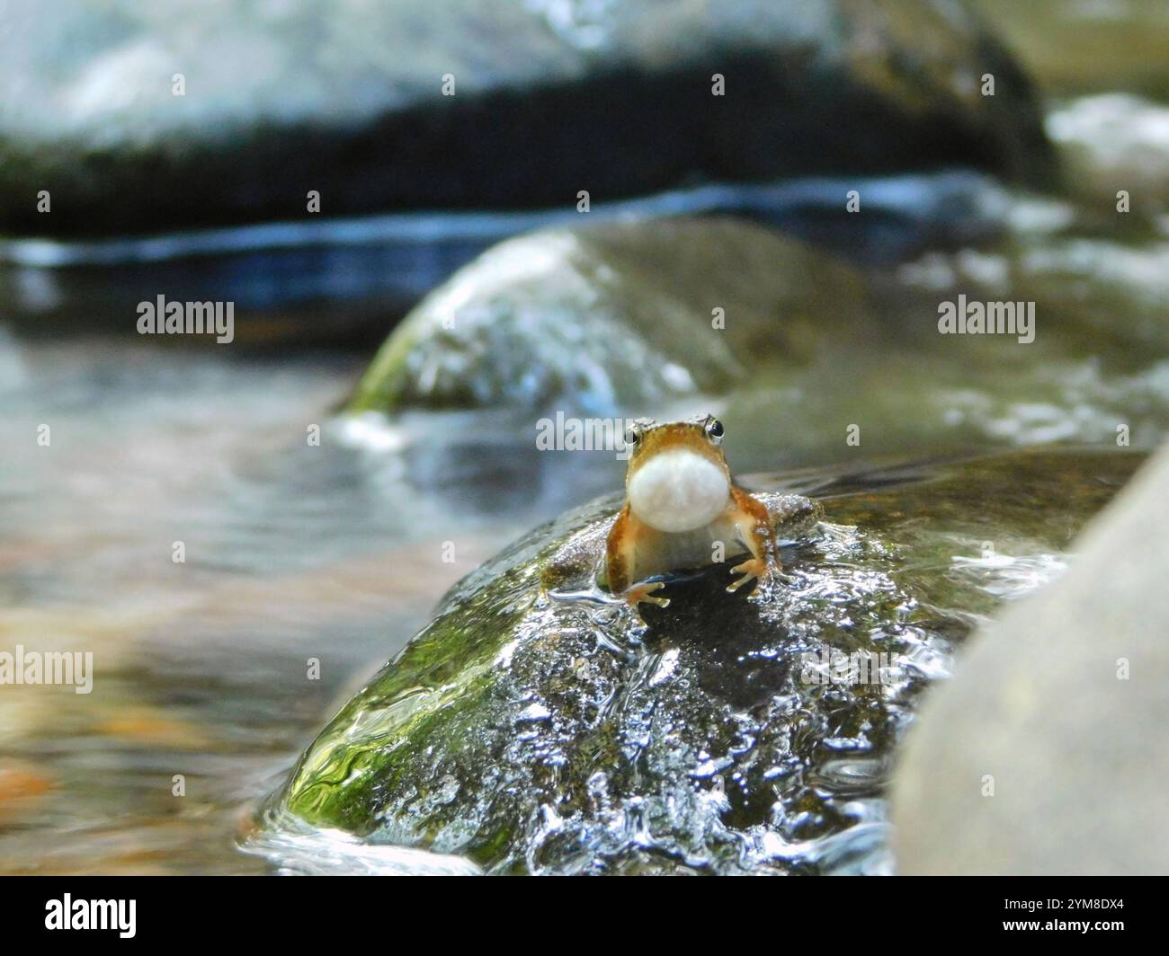 Micrixalus frog hi-res stock photography and images - Alamy