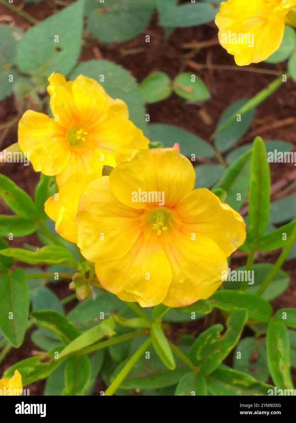 woodsorrel family (Oxalidaceae Stock Photo - Alamy