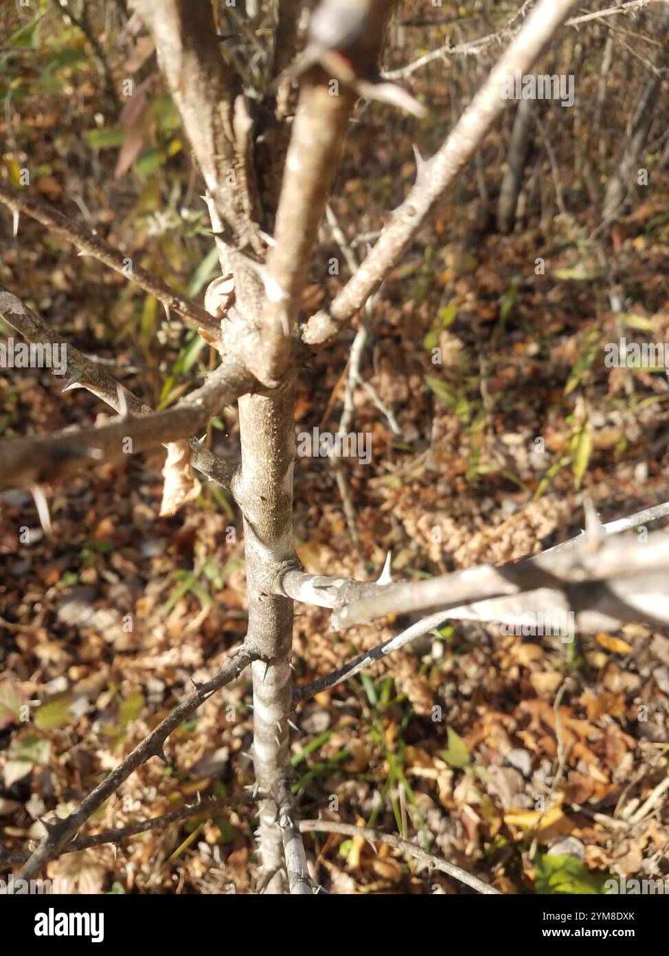 common prickly ash (Zanthoxylum americanum Stock Photo - Alamy