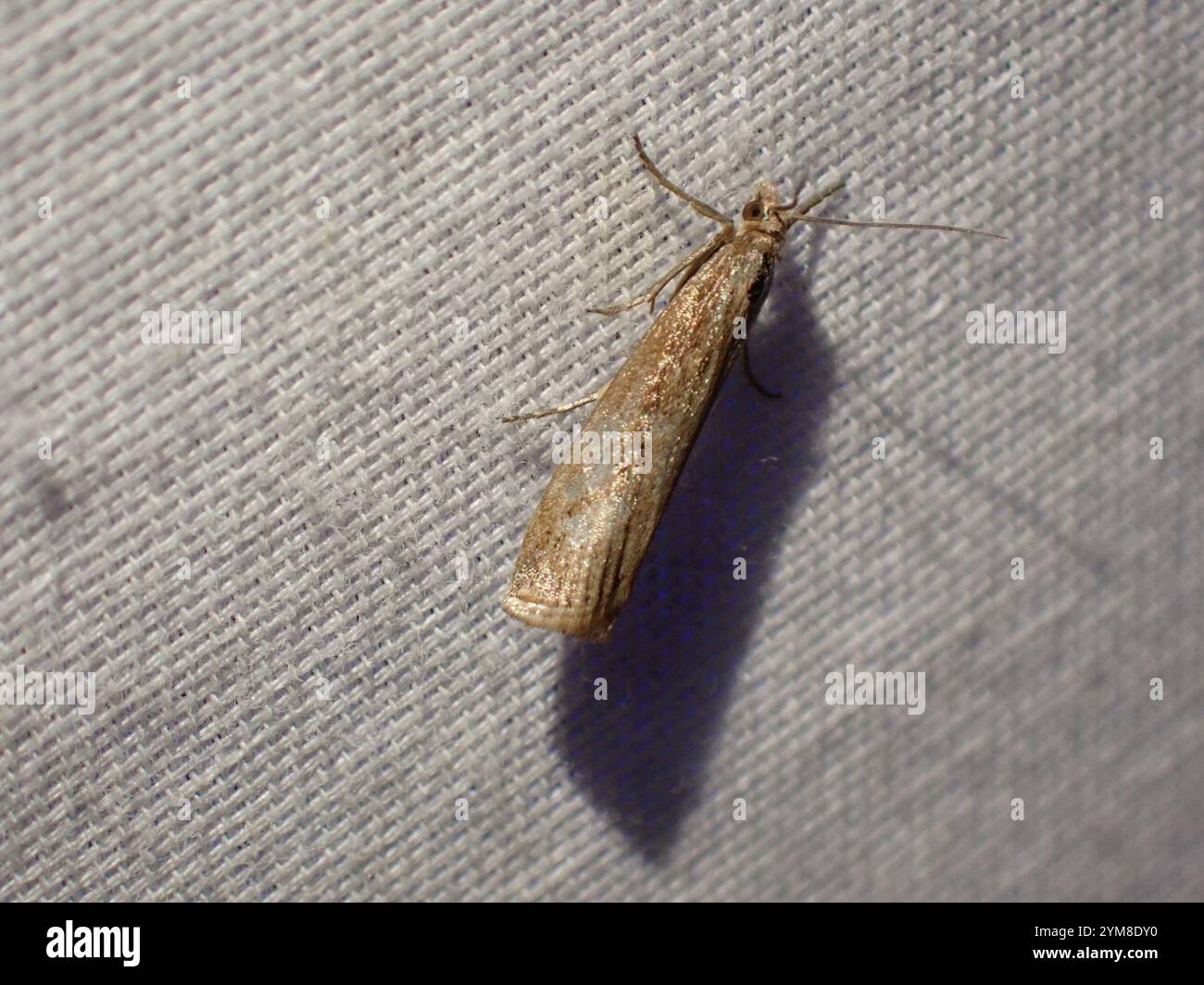 Crambid Snout Moths (Crambidae Stock Photo - Alamy