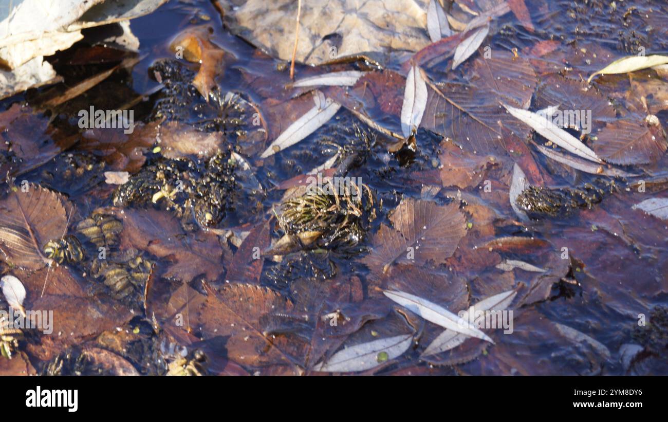 coontail (Ceratophyllum demersum Stock Photo - Alamy