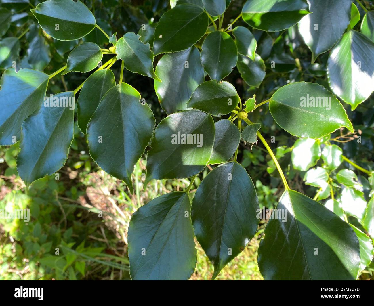 Trochodendron hi-res stock photography and images - Alamy