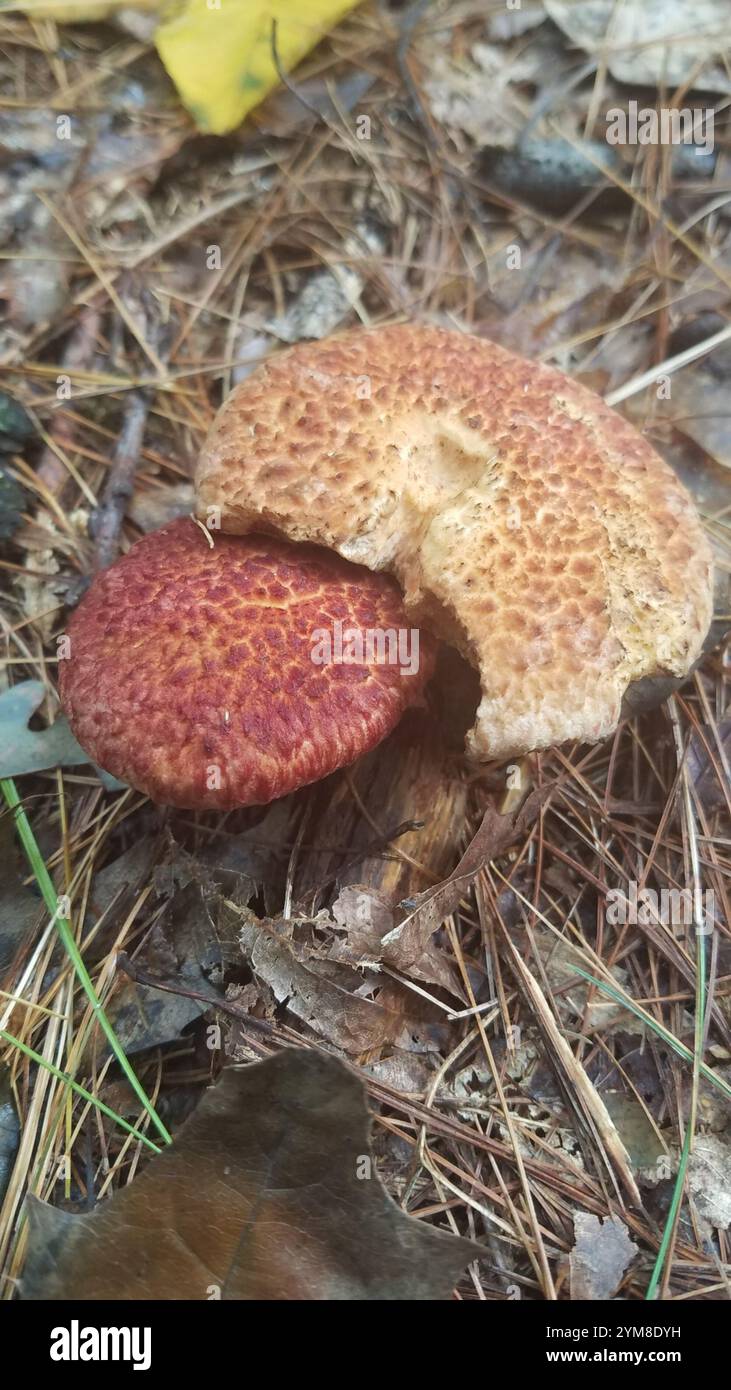 Painted Suillus (Suillus spraguei Stock Photo - Alamy