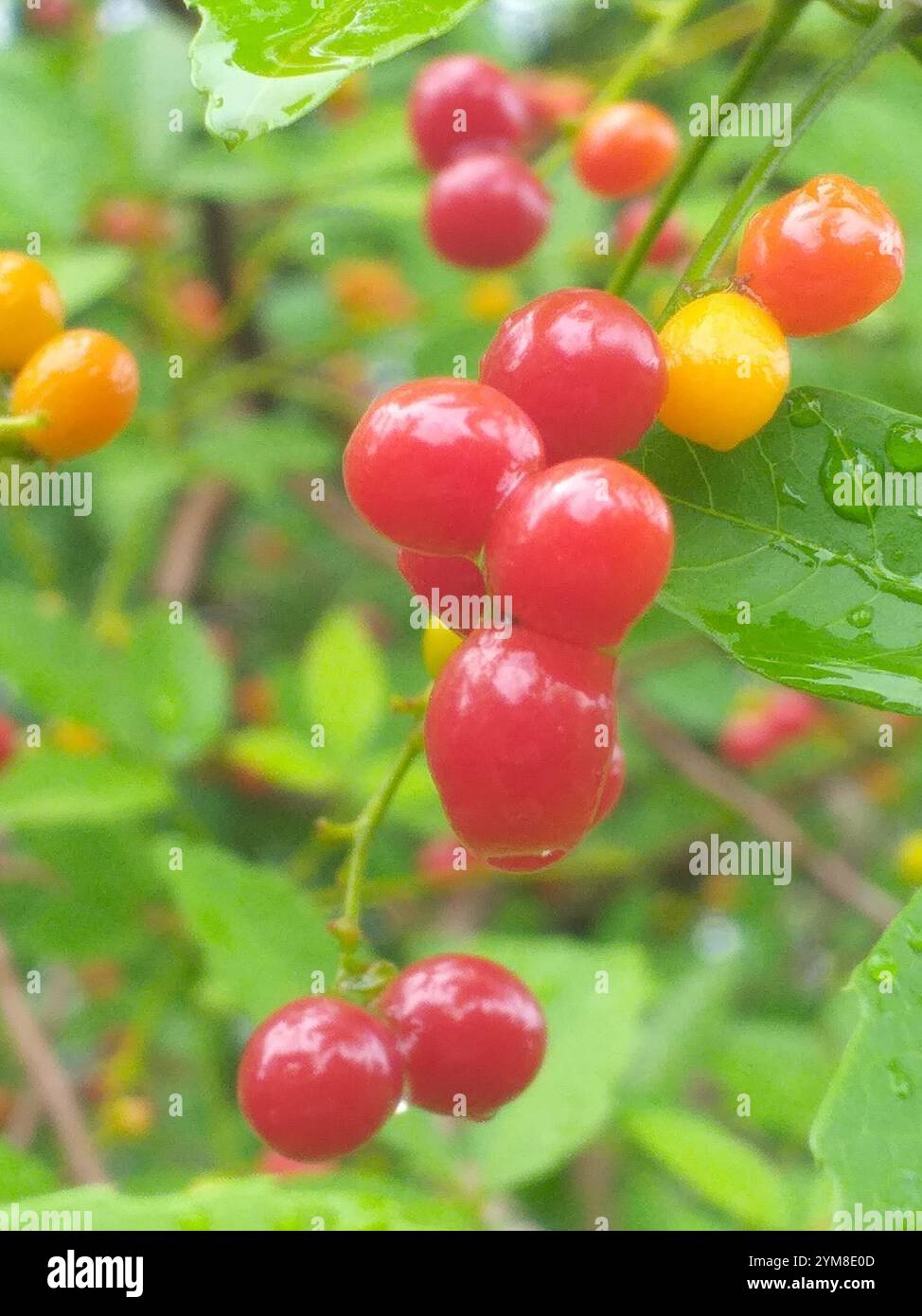 Allophylus hi-res stock photography and images - Alamy