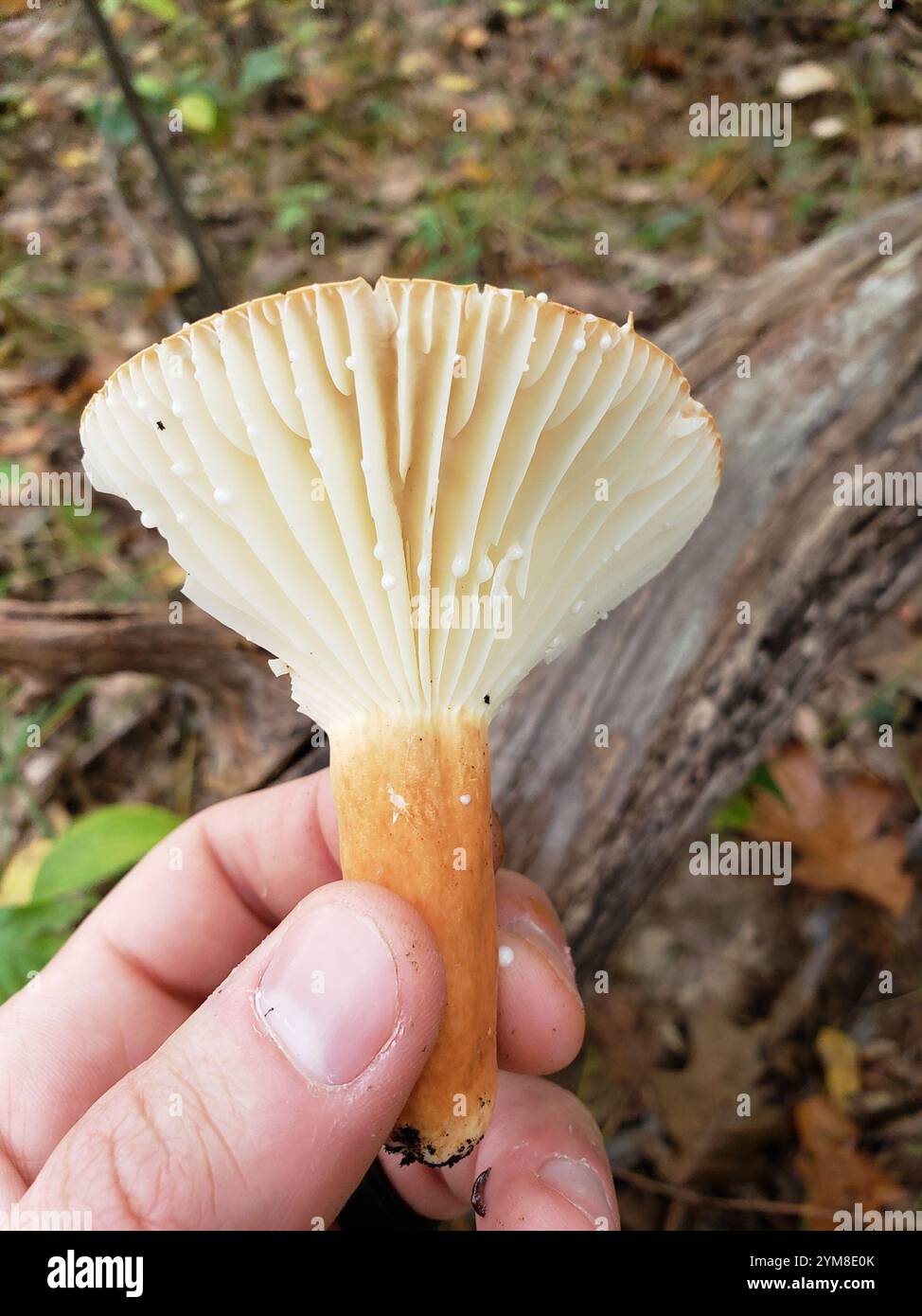 hygrophorus milkcap (Lactifluus hygrophoroides Stock Photo - Alamy