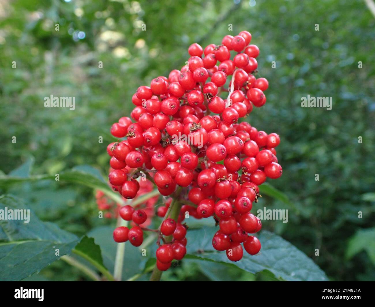 red-berried elder (Sambucus racemosa Stock Photo - Alamy