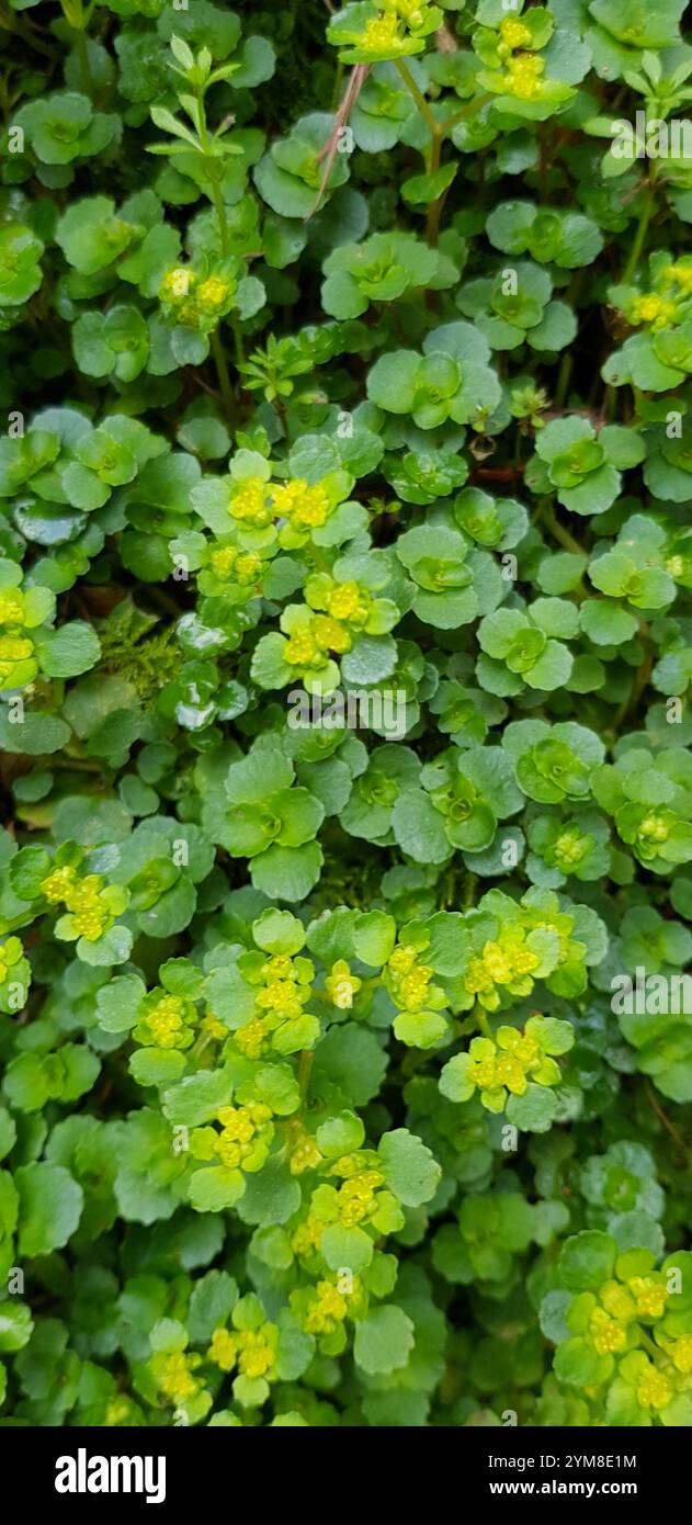 Opposite-leaved Golden-saxifrage (Chrysosplenium oppositifolium Stock ...