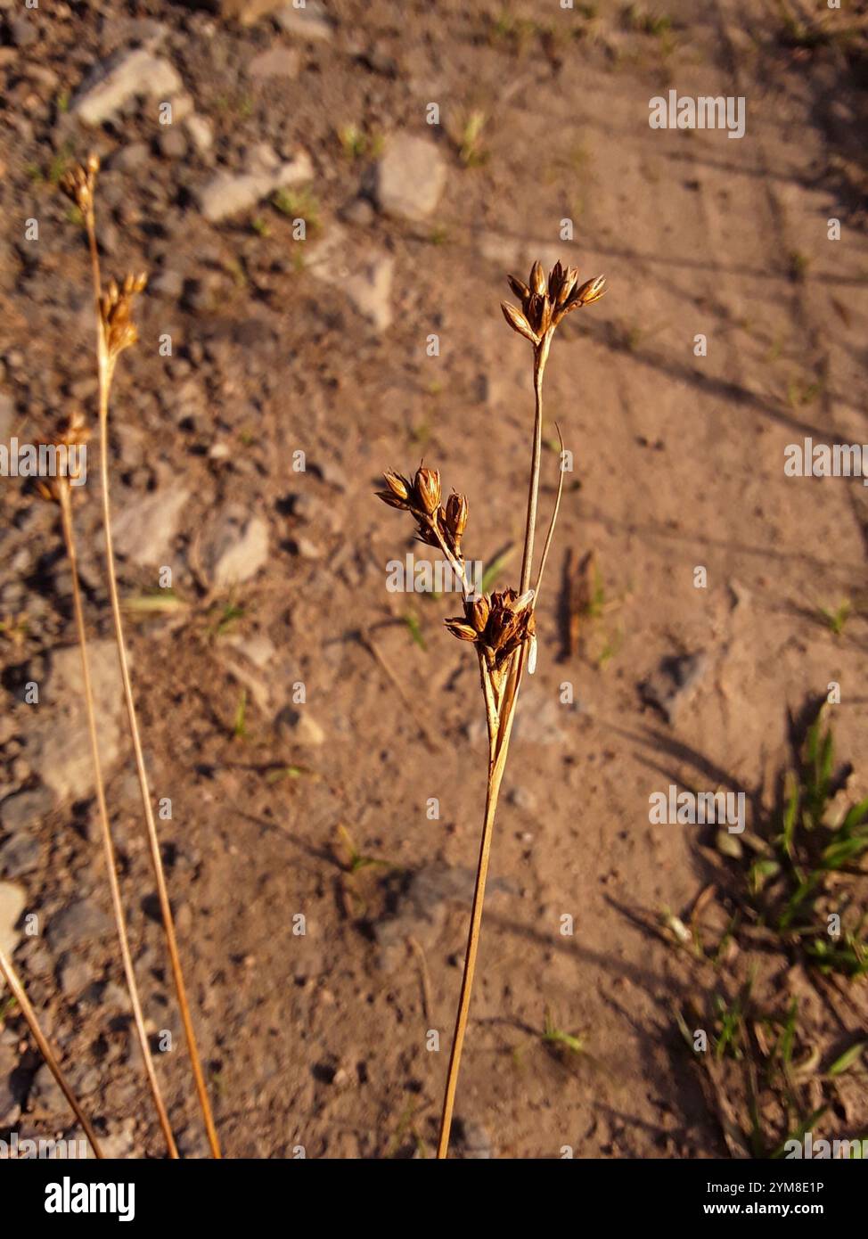 Heath rush juncus squarrosus hi-res stock photography and images - Alamy