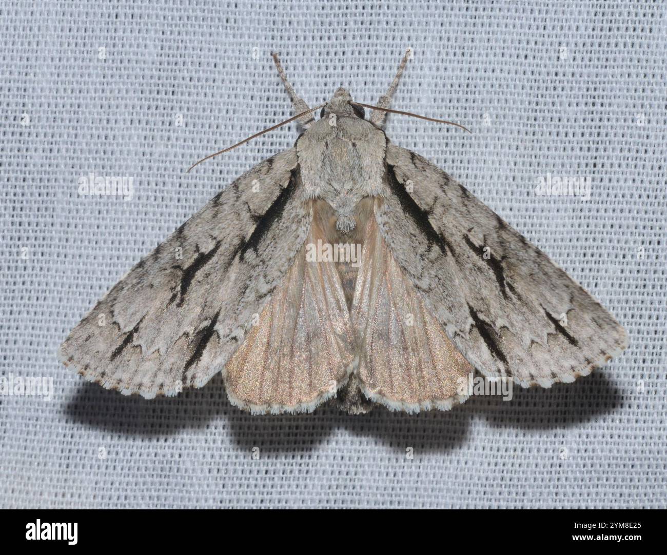 Greater Oak Dagger (Acronicta lobeliae Stock Photo - Alamy