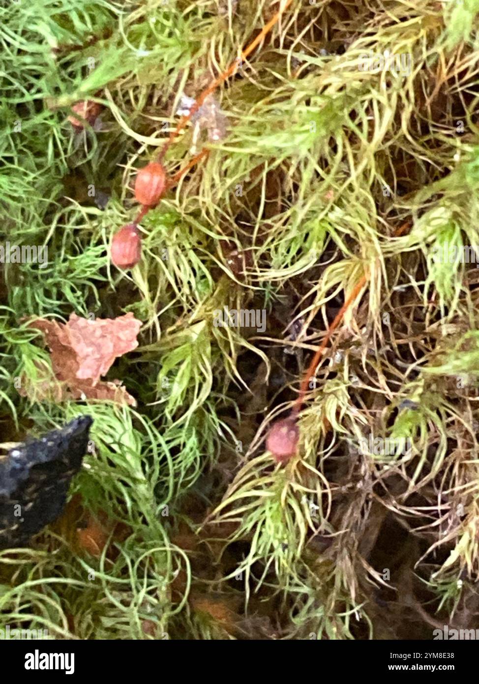 Common Apple-moss (Bartramia pomiformis Stock Photo - Alamy