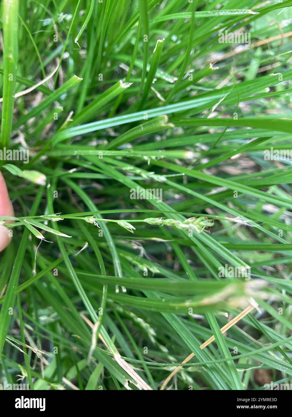 true sedges (Carex Stock Photo - Alamy